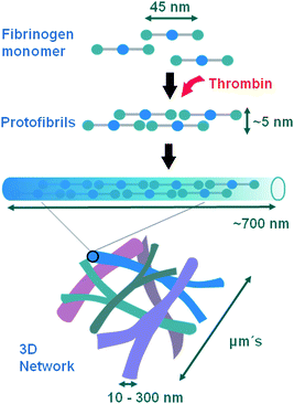 Fibrin
