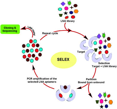 Selex aptamer technique; Systematic Evolution of Ligands by Exponential ...