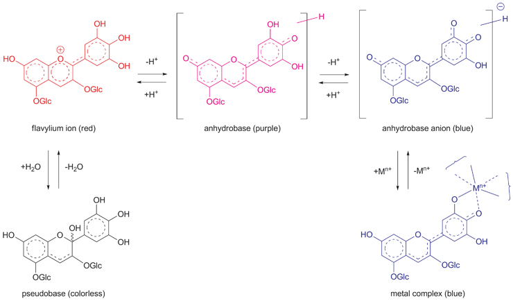 Blue flower color development by anthocyanins : from chemical structure ...