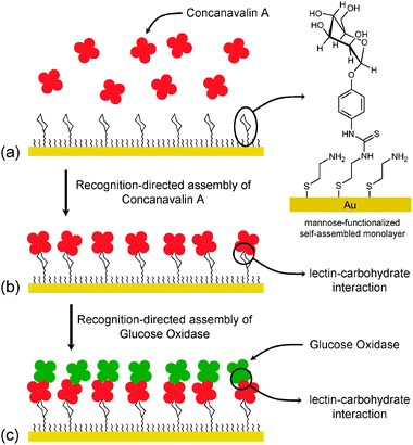 Receptores De Concanavalina A; Sitios de Unión de Concanavalina A