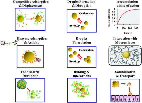 Review of in vitro digestion models for rapid screening of emulsion ...