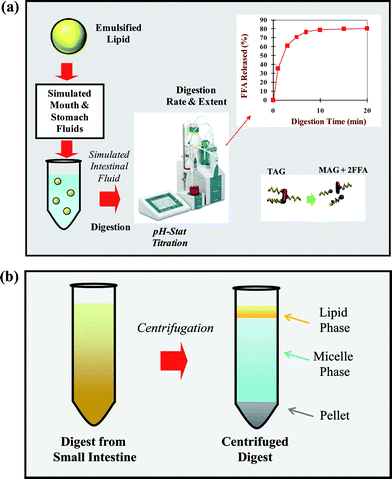 Review of in vitro digestion models for rapid screening of emulsion ...