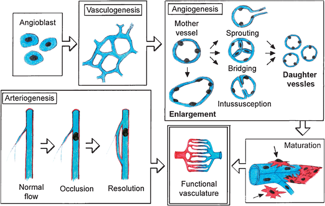 Stimulation of functional vessel growth by gene therapy - Integrative ...