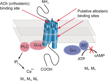 Receptor, muscarinic m1; Muscarinic Receptor M1