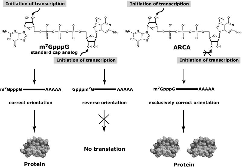 Rna cap analogs