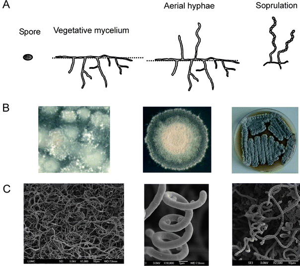 Copper mining in Streptomyces: enzymes, natural products and ...