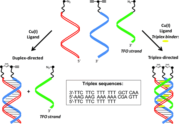 Small molecule induced control in duplex and triplex DNA-directed ...