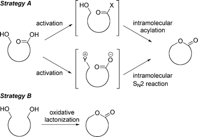 Highly efficient synthesis of medium-sized lactones via oxidative ...