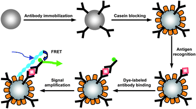 Fluoroimmunoassay; Immunofluorometric Assay; Time-Resolved ...