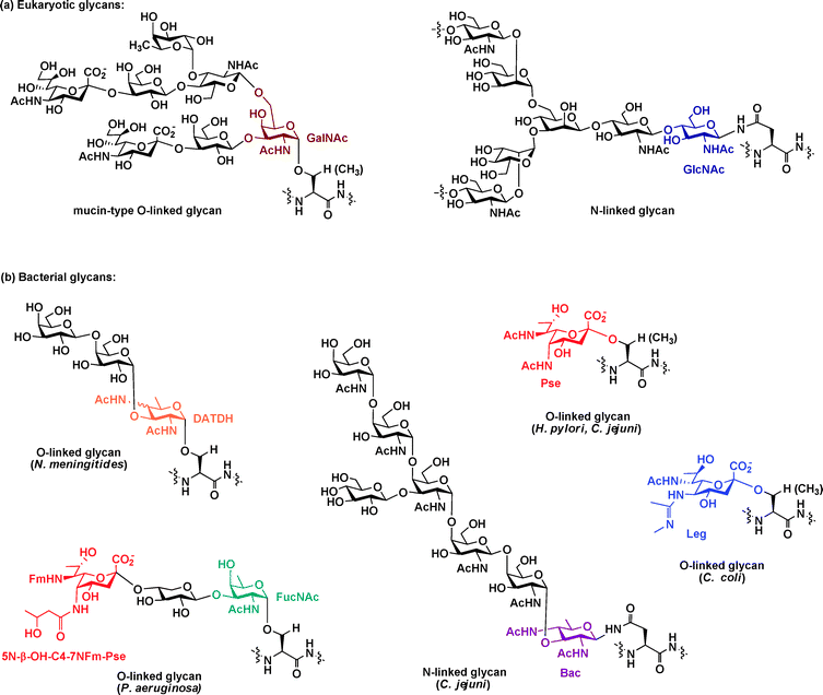 Chemical tools to discover and target bacterial glycoproteins ...