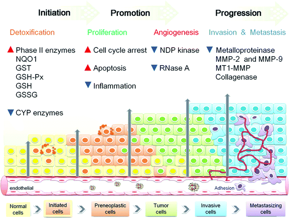 Multistage carcinogenesis process as molecular targets in cancer ...