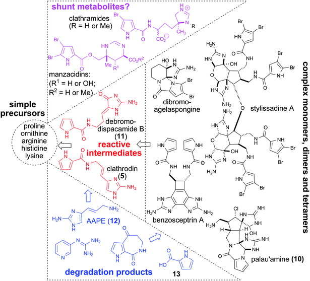 Biosynthesis, asymmetric synthesis, and pharmacology, including ...