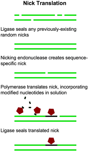 Labeling DNA for single-molecule experiments: methods of labeling ...