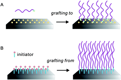 Polymer brush - Alchetron, The Free Social Encyclopedia