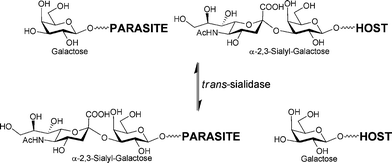 Probing the acceptor substrate binding site of Trypanosoma cruzi trans ...