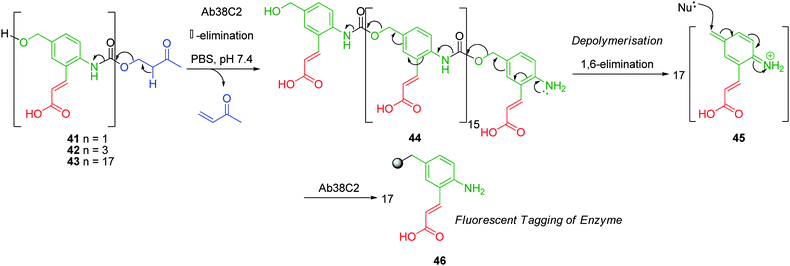 Self-immolative linkers in polymeric delivery systems - Polymer ...