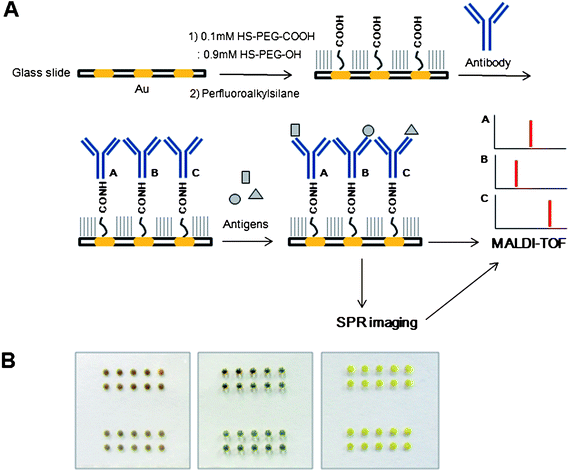 Gold patterned biochips for on-chip immuno-MALDI-TOF MS: SPR imaging ...