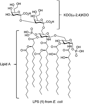 lipopolysaccharides (LPS)