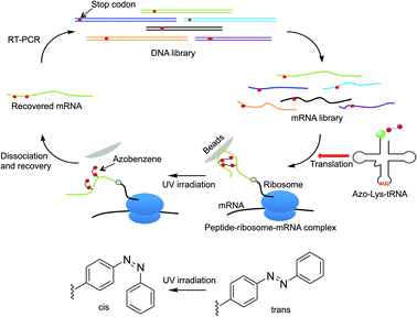 Ribosome display - Alchetron, The Free Social Encyclopedia