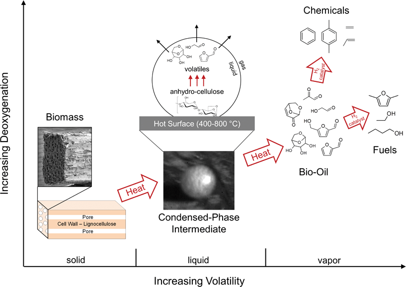 Revealing pyrolysis chemistry for biofuels production: Conversion of ...