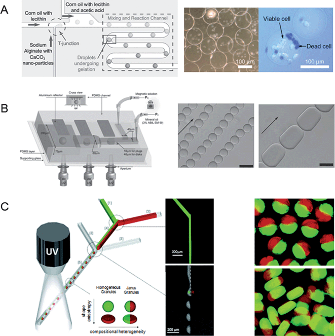 Microfluidic fabrication of microengineered hydrogels and their ...