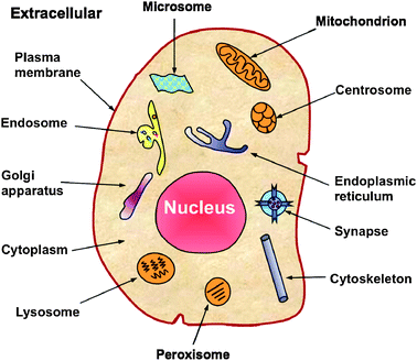 microsome - définition - C'est quoi