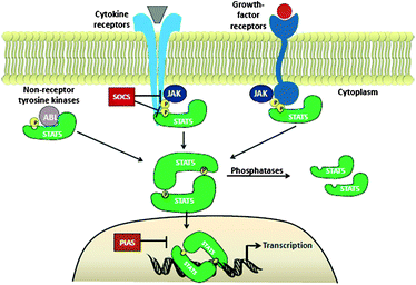 Inhibitors of Stat5 protein signalling - MedChemComm (RSC Publishing ...