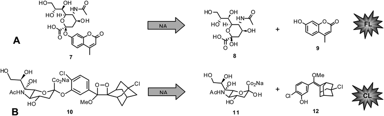 Influenza neuraminidase: A druggable target for natural products ...