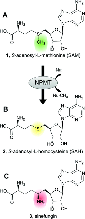 Architectures, mechanisms and molecular evolution of natural product ...