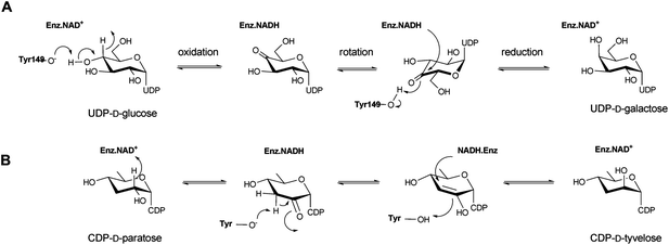 Udpglucose 4-epimerase; UDP Galactose Epimerase; UDP Glucose Epimerase ...
