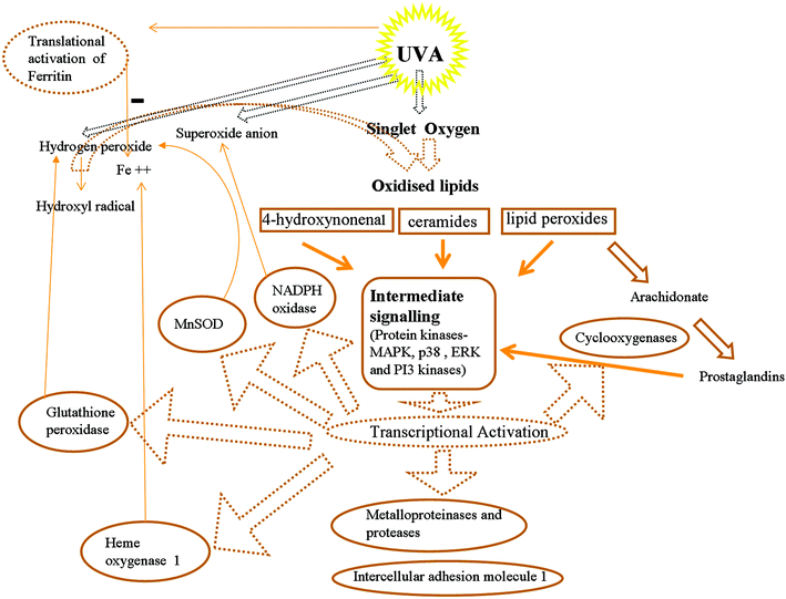 Modulation of gene expression by the oxidative stress generated in ...