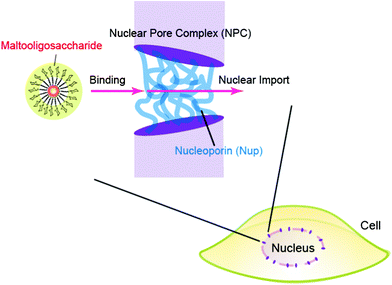 Nuclear transport facilitated by the interaction between nuclear pores ...