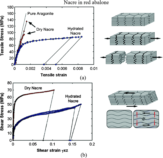 Hierarchical structure and mechanical properties of nacre: a review ...