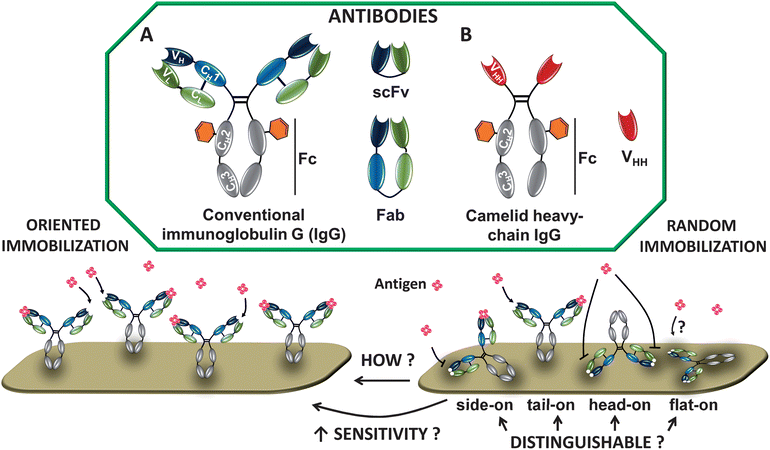 Antibody orientation on biosensor surfaces: a minireview - Analyst (RSC ...