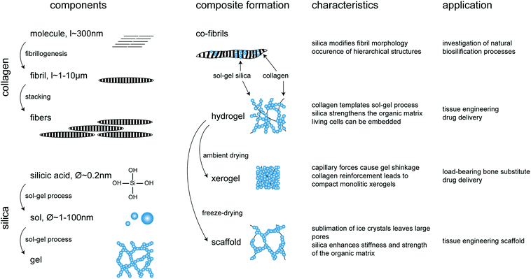 Bio-inspired silica–collagen materials: applications and perspectives ...