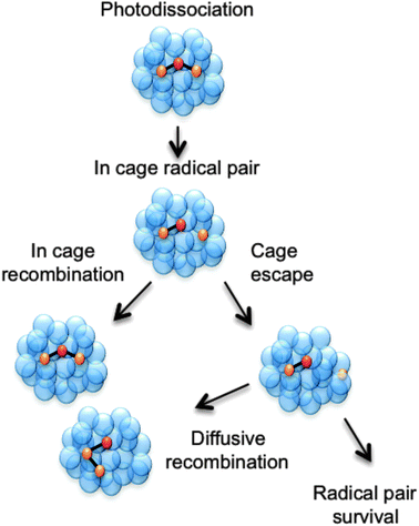 Comparing molecular photofragmentation dynamics in the gas and liquid ...