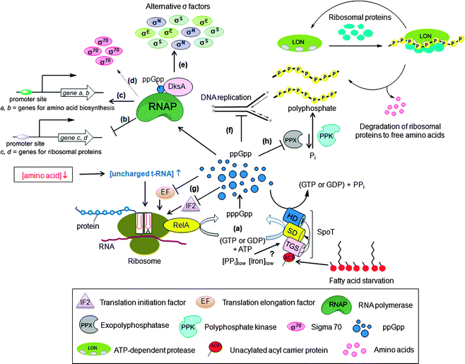 Nucleotide, c-di-GMP, c-di-AMP, cGMP, cAMP, (p)ppGpp signaling in ...
