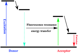 Energy transfer cassettes based on organic fluorophores: construction ...