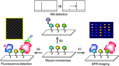 Carbohydrate microarrays - Chemical Society Reviews (RSC Publishing)