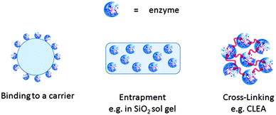 Enzyme immobilisation in biocatalysis: why, what and how - Chemical ...