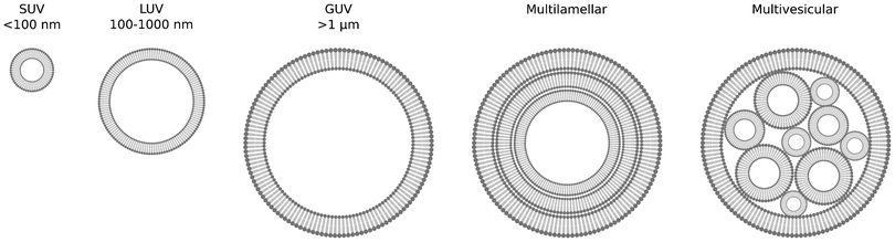 Microfluidic methods for forming liposomes - Lab on a Chip (RSC Publishing)