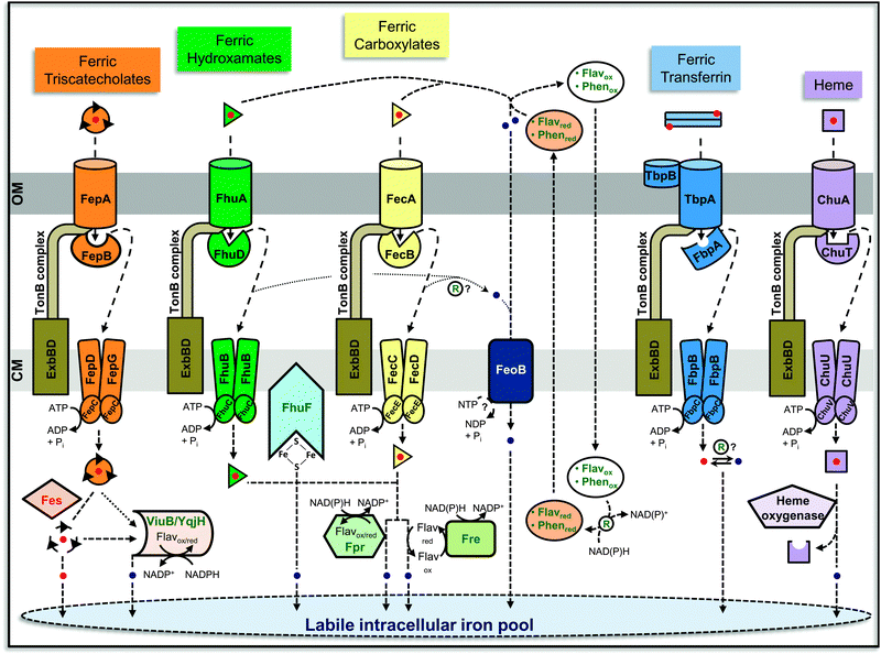 Molecular strategies of microbial iron assimilation: from high-affinity ...