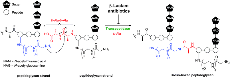 The enzymes of β-lactam biosynthesis - Natural Product Reports (RSC ...