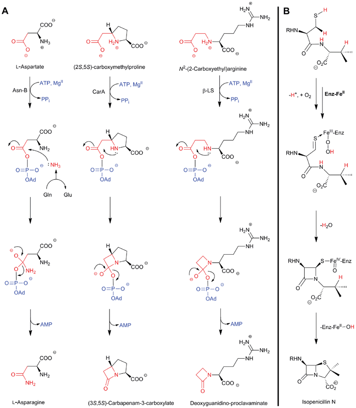 The enzymes of β-lactam biosynthesis - Natural Product Reports (RSC ...