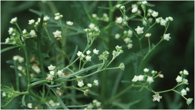 Parthenium dermatitis - Photochemical & Photobiological Sciences (RSC ...