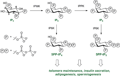 Synthesis and characterization of non-hydrolysable diphosphoinositol ...
