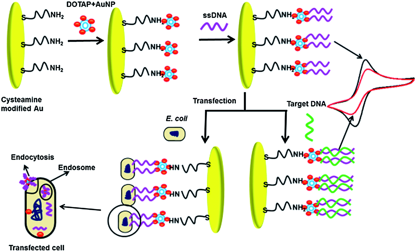 Cysteamine; Cysteinamine; Mercaptamine