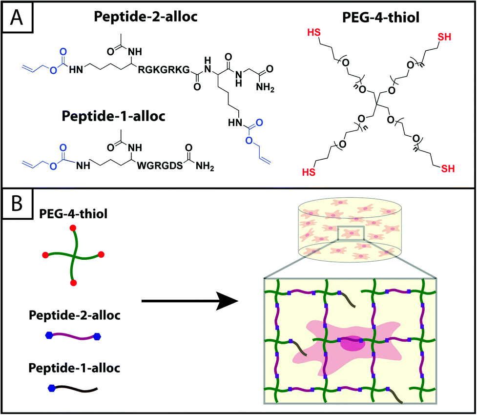Design of thiol–ene photoclick hydrogels using facile techniques for cell culture applications ...