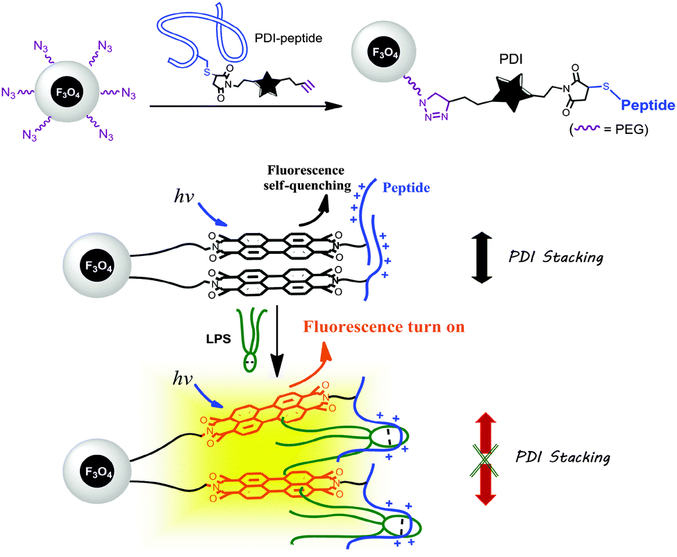 Peptide–perylene diimide functionalized magnetic nano-platforms for fluorescence turn-on ...