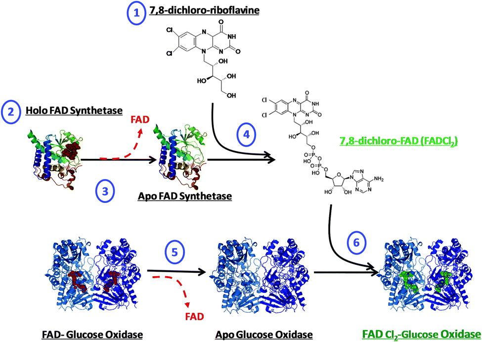 Glucose oxidase